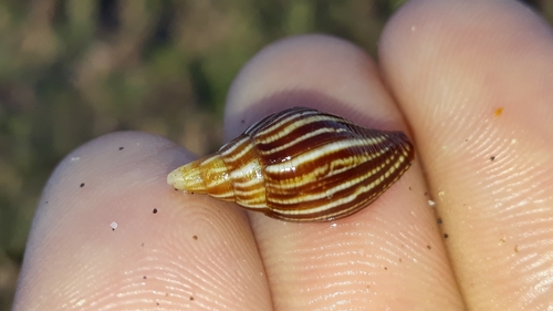 Strigatella pica · iNaturalist United Kingdom