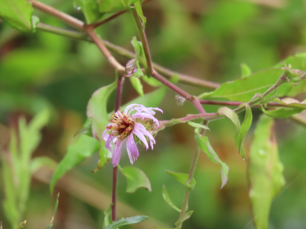 Climbing Aster from Six Mile Cypress Slough Preserve, Fort Myers, FL ...