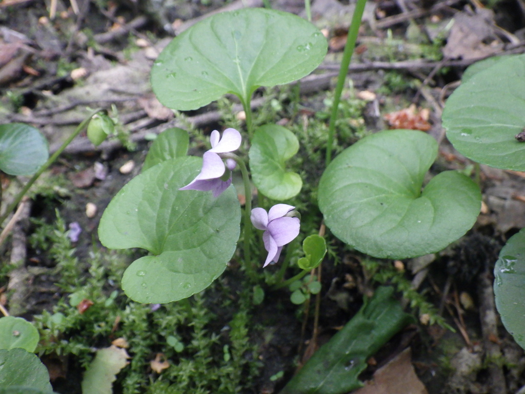 alpine marsh violet from Новгородский р-н, Новгородская обл., Россия on ...