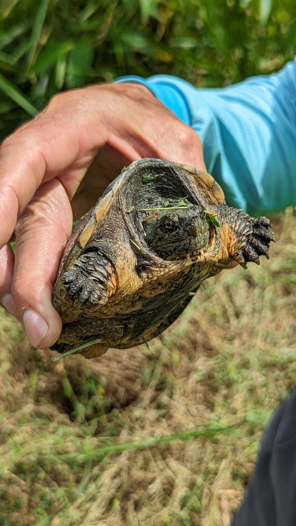 South American Snapping Turtle from Cube, Ecuador on June 10, 2024 at ...