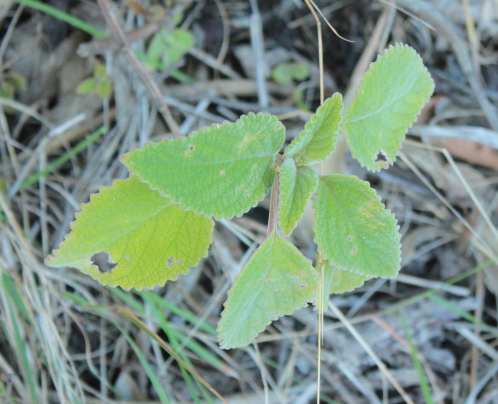 Native Coleus from Natural Bridge QLD 4211, Australia on May 19, 2023 ...