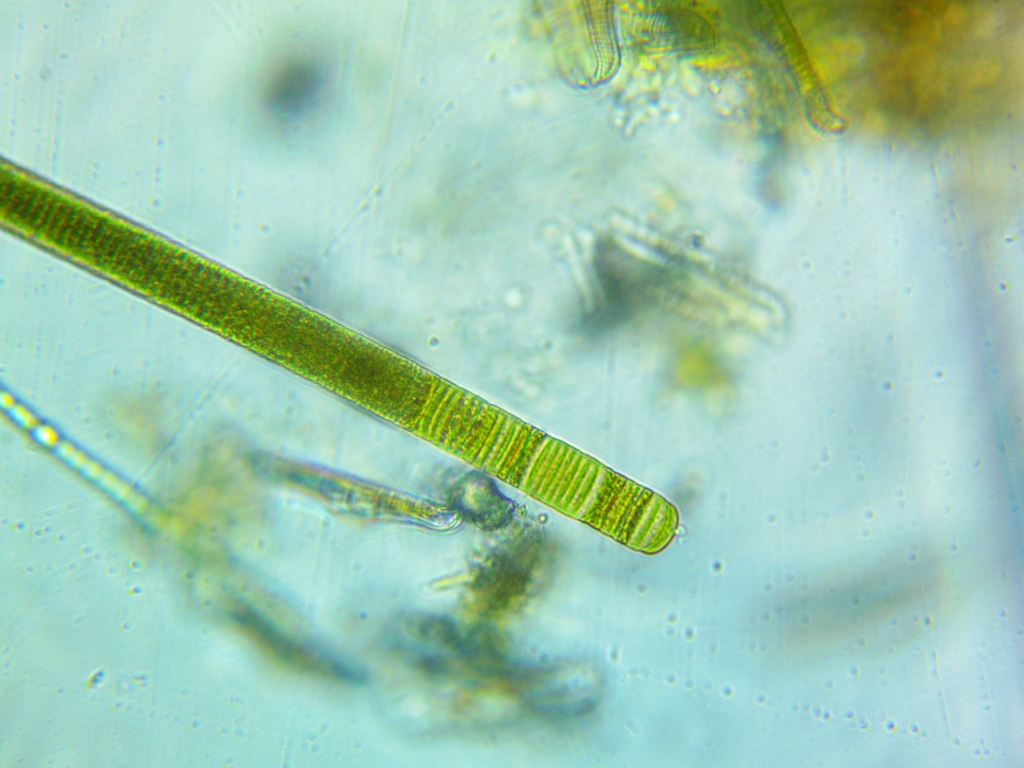 Oscillatoria limosa in June 2024 by abelkinser · iNaturalist