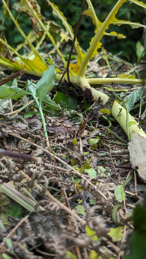 Ants from Cube, Ecuador on June 10, 2024 at 03:33 PM by Leighton Reid ...