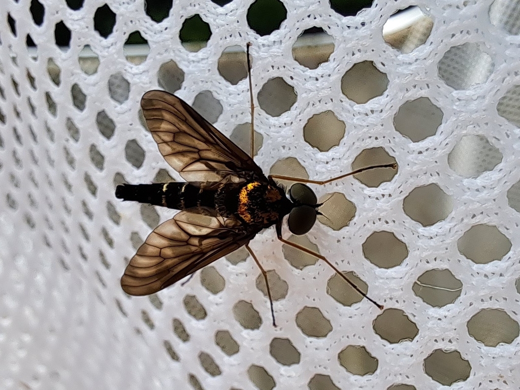 Golden-backed Snipe Fly from Columbus Township, MI 48063, USA on June ...