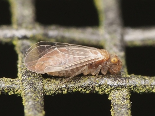 Lachesilla major · iNaturalist