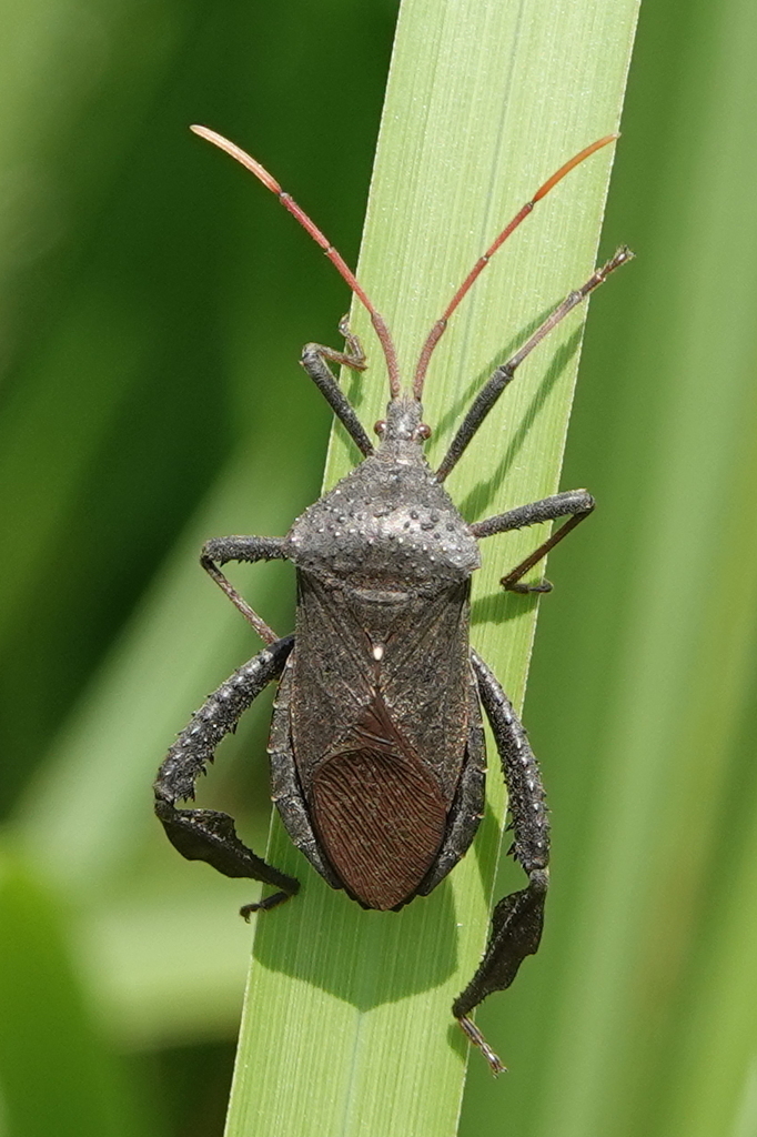 Florida Leaf-footed Bug from Wetlands Park at Riverstone, Sugar Land ...