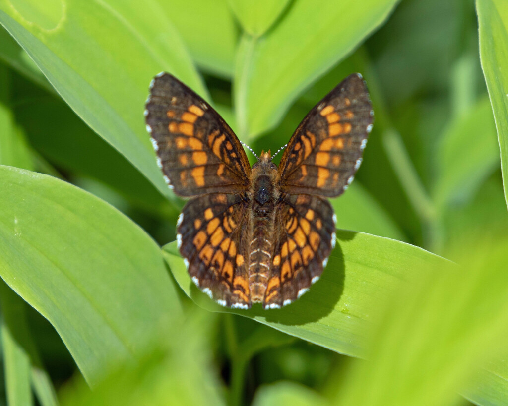 Harris's Checkerspot from Mendon, VT, USA on June 10, 2024 at 09:35 AM ...