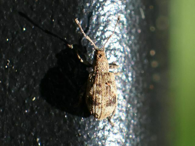 Peach Root Weevil from Iselin Preserve, Upper Brookville, NY, USA on ...