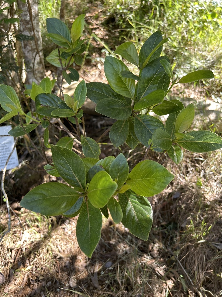 'Akupa in June 2024 by Lisa Wiencek Gerbec · iNaturalist