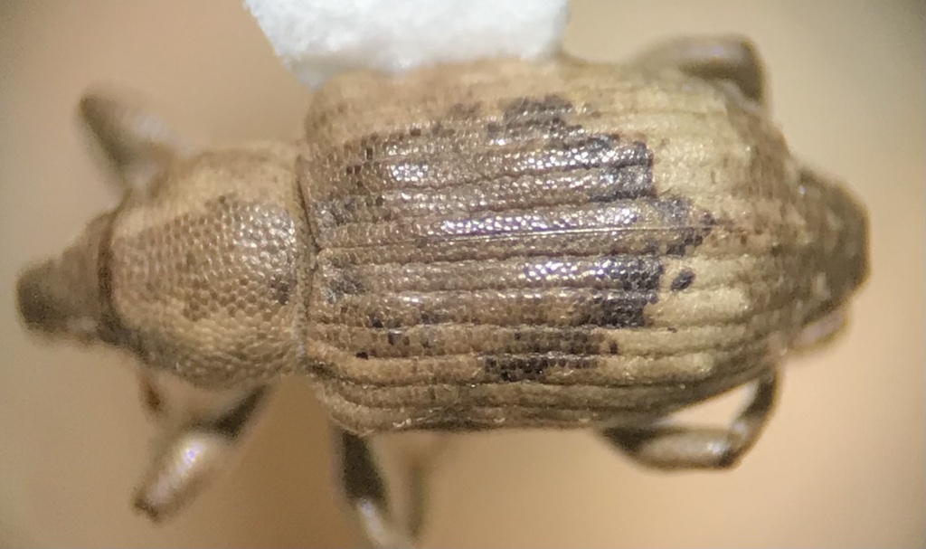Rice Water Weevil from Washington County, US-AR, US on June 02, 2024 at ...
