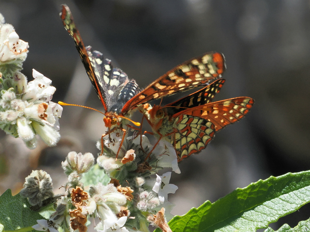 Variable Checkerspot from Los Angeles County, CA, USA on June 10, 2024 ...