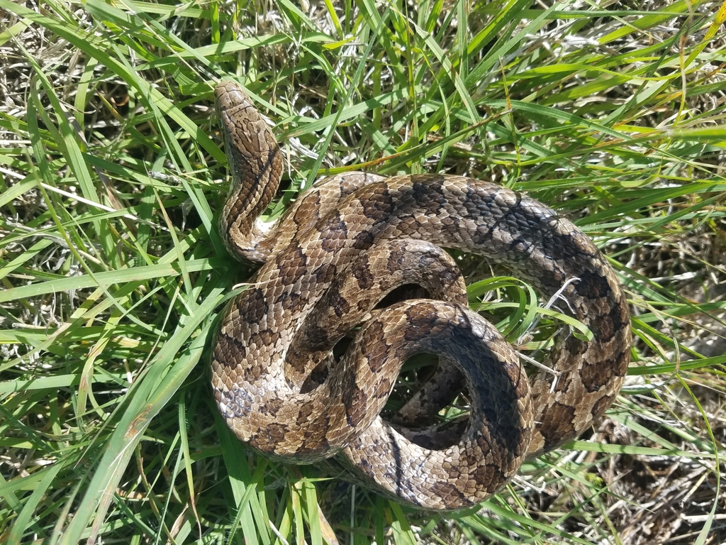 Prairie Kingsnake from Archer County, US-TX, US on May 19, 2019 at 09: ...