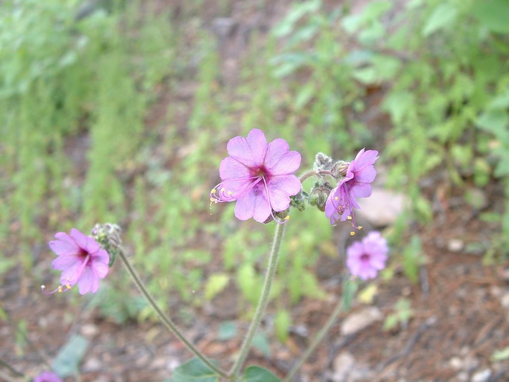 Hairy-tuft Four o'Clock (Mirabilis comata) - Botanical Realm