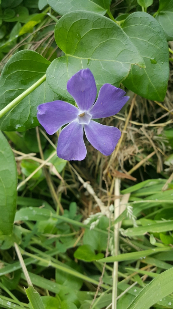 greater periwinkle from American Tobacco Trail Durham, NC 27713 on June ...