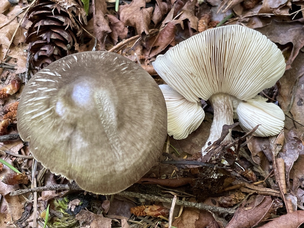 Pluteus primus from Watershed Preserve, Redmond, WA, US on June 10 ...
