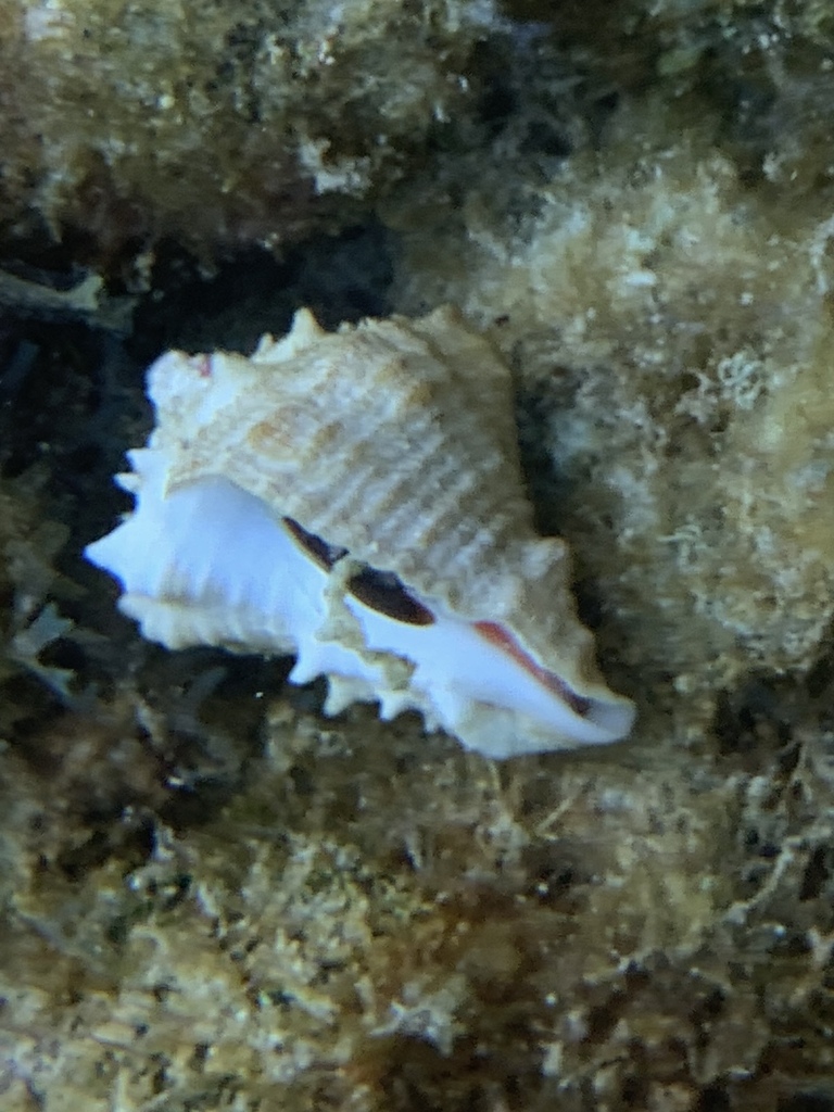 Caribbean Vase on March 16, 2024 at 10:08 AM by Melissa Meadows ...