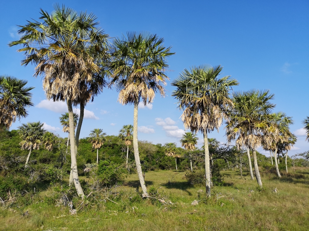 Caranday Palm (Copernicia alba) - Botanical Realm
