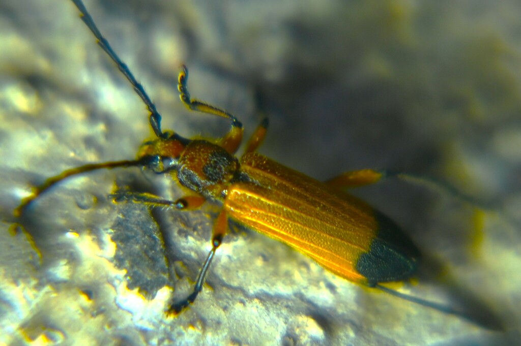 Elytroleptus divisus from Fraccionamiento Vista Real, Corregidora, Qro ...