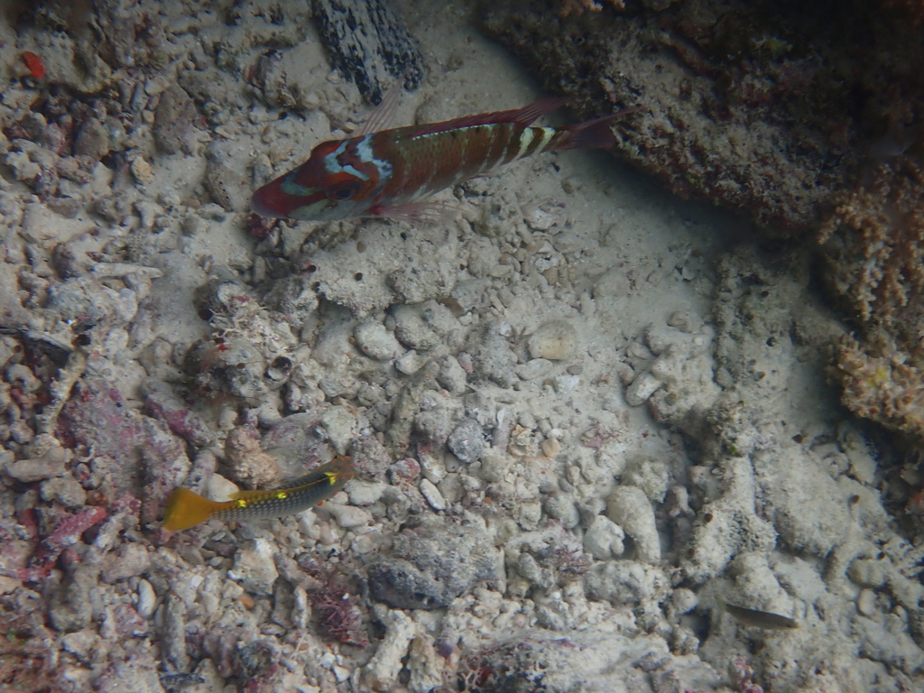 longfin Emperor from Raja Ampat Regency, West Papua, Indonesia on April ...