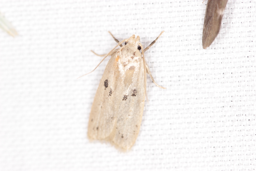 Scythropiodes issikii from Franklin County, PA, USA on June 8, 2024 at ...