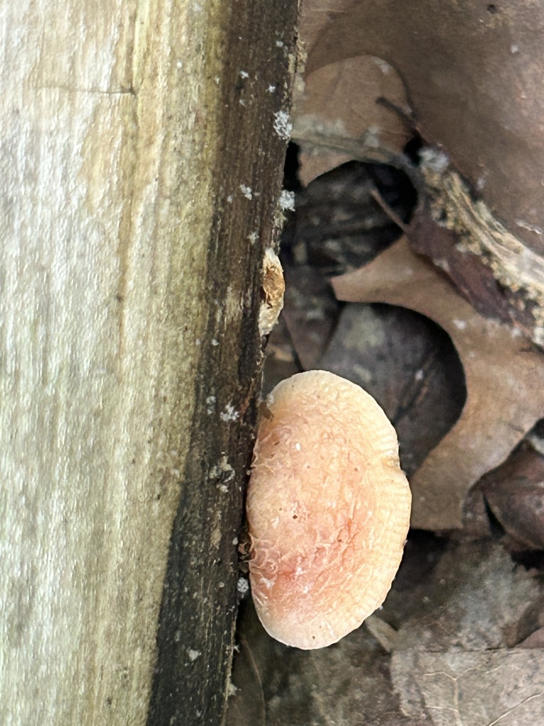 Lentinula reticeps from Madison, IN, US on June 8, 2024 at 11:20 AM by ...