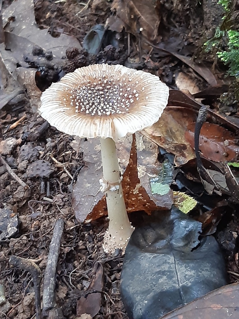 Forest of Pyramids Amanita from Đạ Chais, Lạc Dương, Lâm Đồng, Вьетнам ...