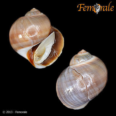 Natica livida (Tenerife Snails) · iNaturalist