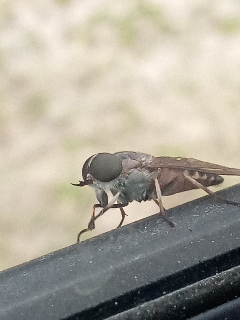 Striped Horse Fly from Dixon Memorial State Forest on June 10, 2024 at ...