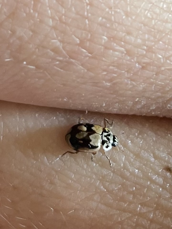 Painted Ladybird in June 2024 by Ren-Lee Deru · iNaturalist