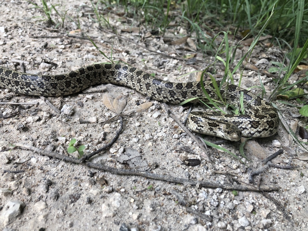 Prairie Kingsnake from 2925–3165 McFarland Rd, League City, TX, US on ...