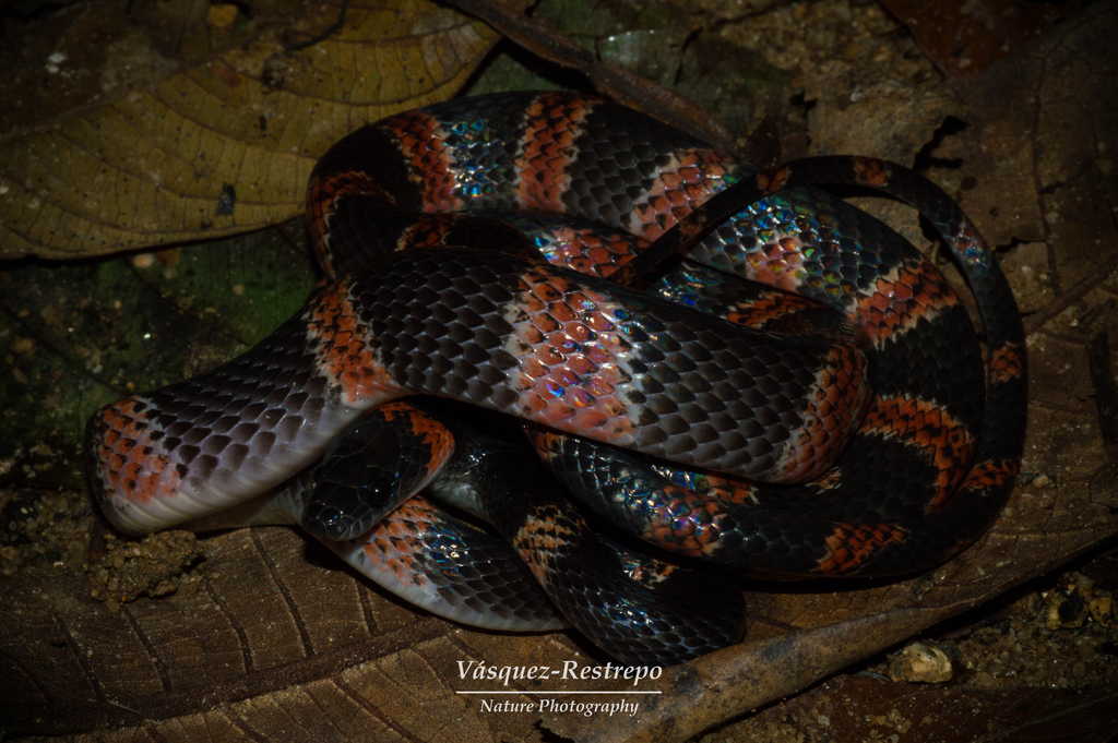 Forest Flame Snake in June 2018 by Daniel Vásquez-Restrepo · iNaturalist