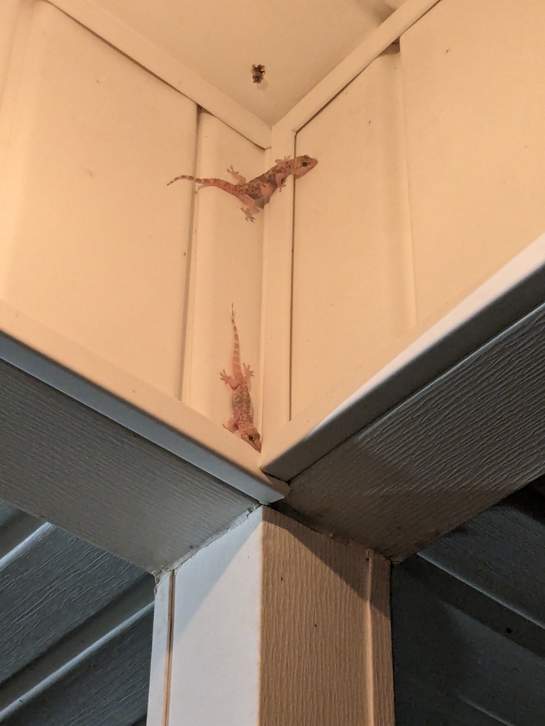 Mediterranean House Gecko in June 2024 by ithinkitsme. There's about 5 ...