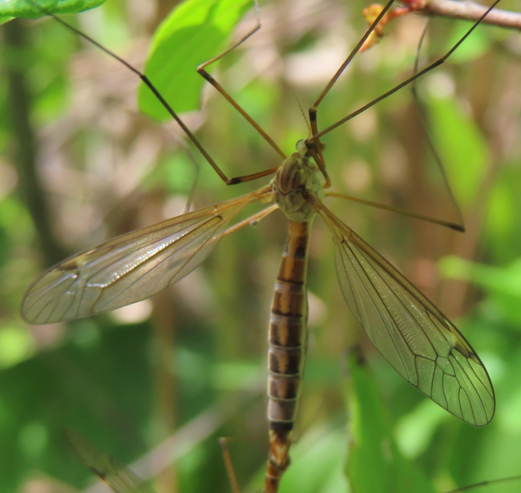 Common Crane Flies from Kalamazoo County, MI, USA on May 28, 2024 at 11 ...