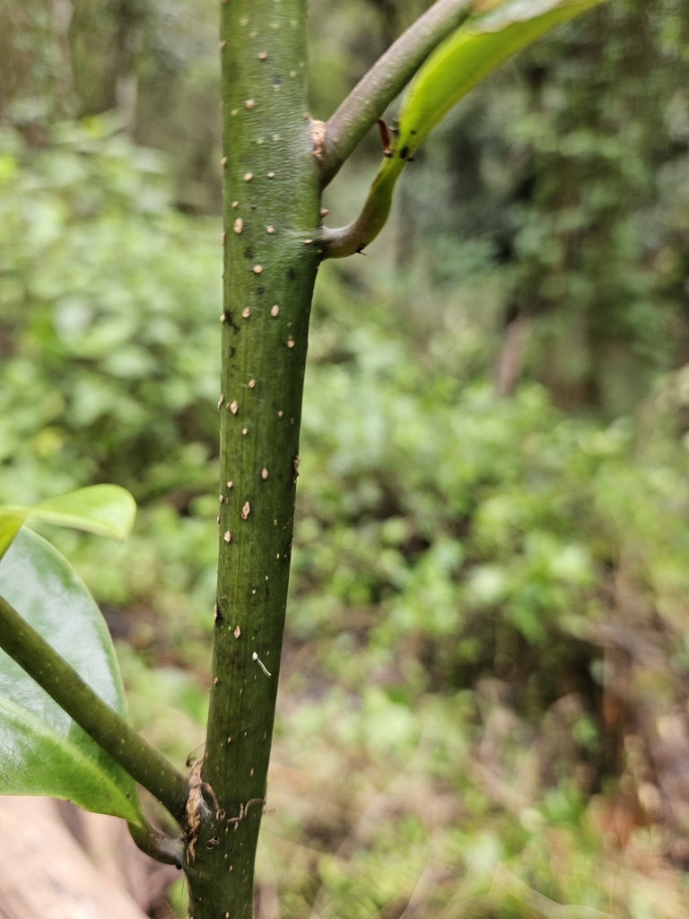 Bolwarra from Northmead NSW 2152, Australia on June 11, 2024 at 11:33 ...