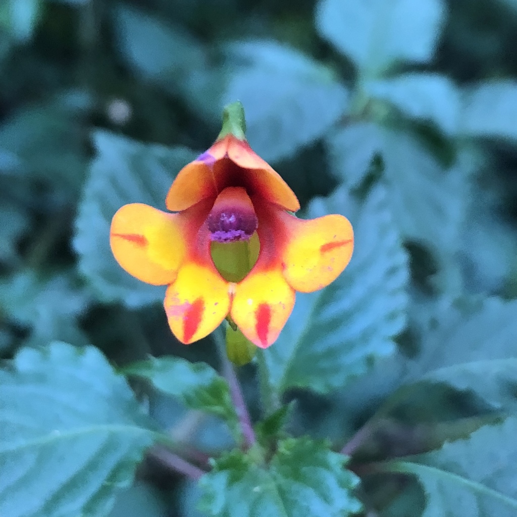 balsam family (Balsaminaceae) - Botanical Realm