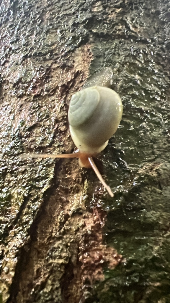 Angled Dome from RUTA 842 - Pipeline Road - Camino del Oleoducto, Colon ...