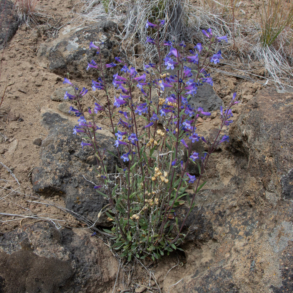 Low Beardtongue from Deschutes County, OR, USA on June 08, 2024 at 11: ...