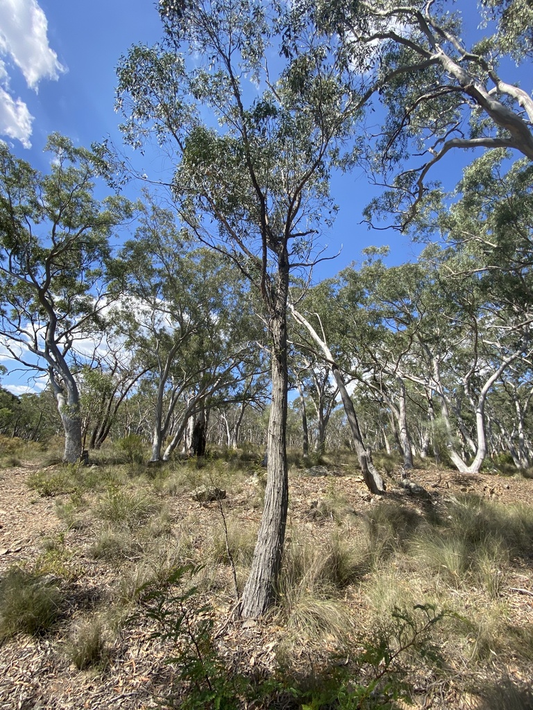Red Stringybark from Goulburn, NSW, AU on March 30, 2024 at 01:56 PM by ...