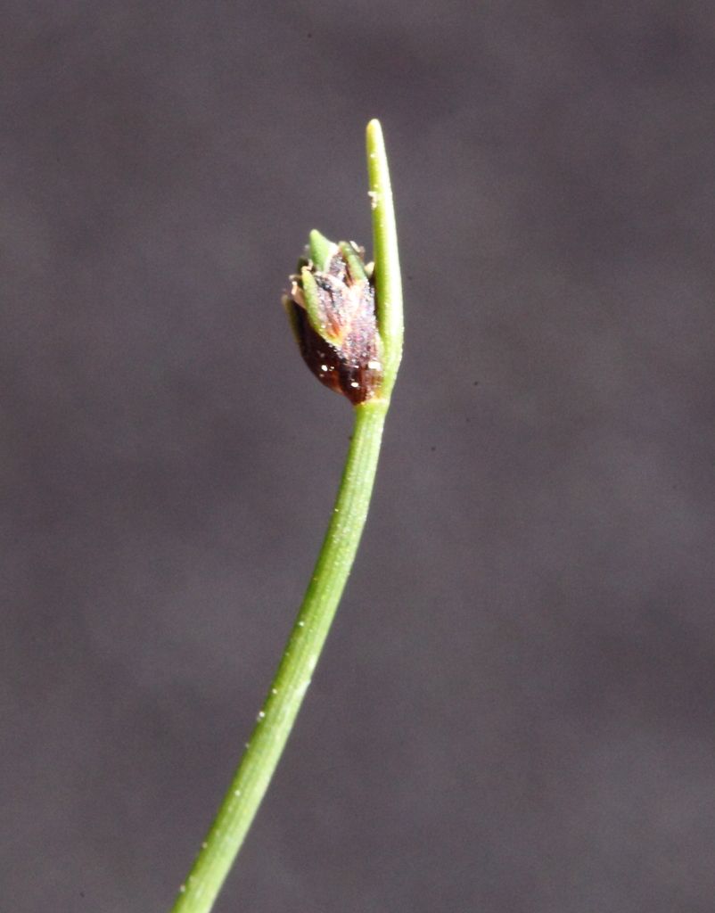 Isolepis cernua setiformis from Frankland River WA 6396, Australia on ...