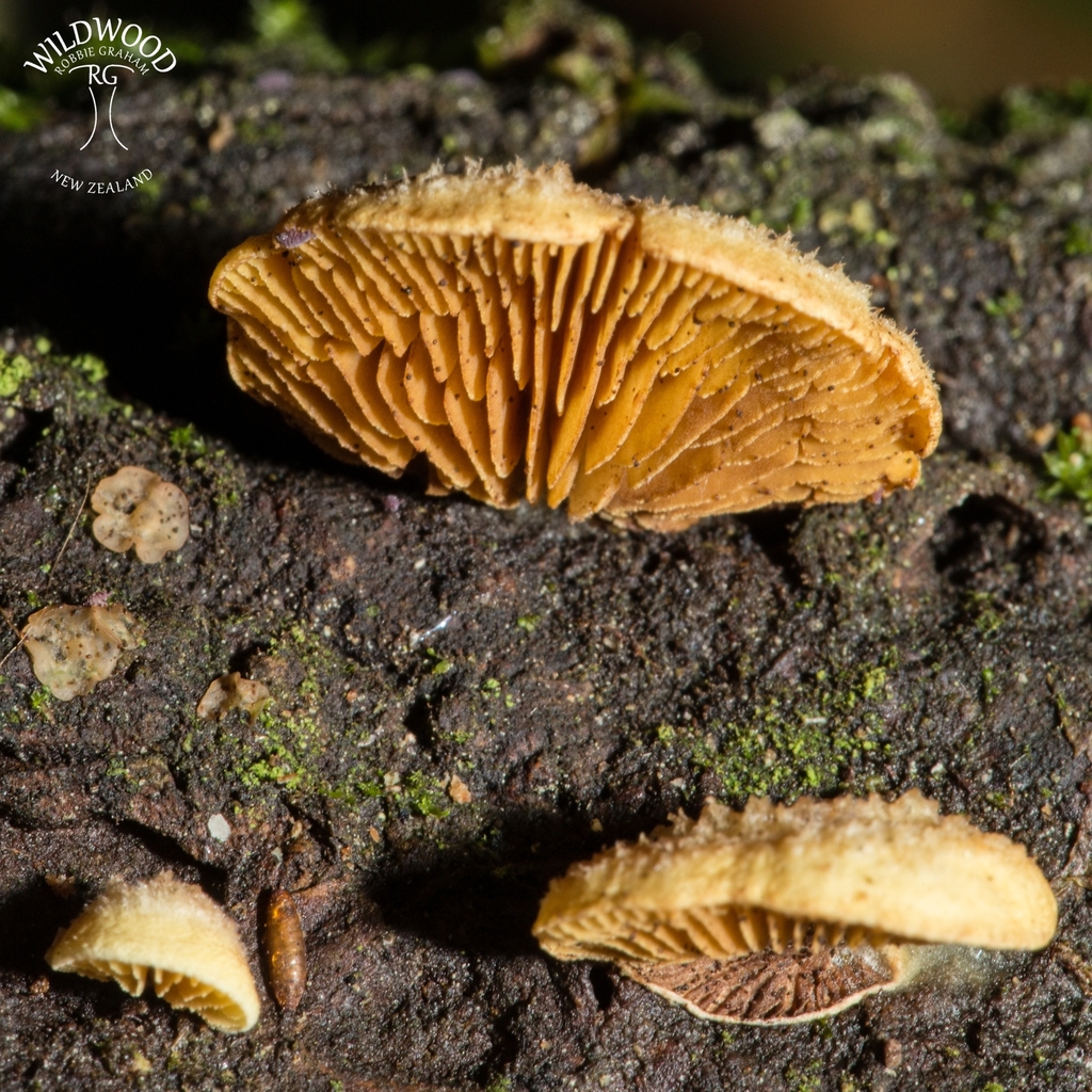 Oysterlings from Bulli Point 3382, New Zealand on June 11, 2024 at 02: ...