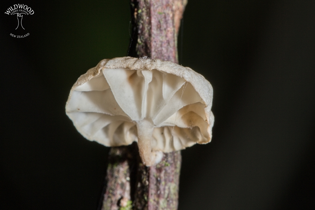 Marasmiineae from Bulli Point 3382, New Zealand on June 11, 2024 at 02: ...