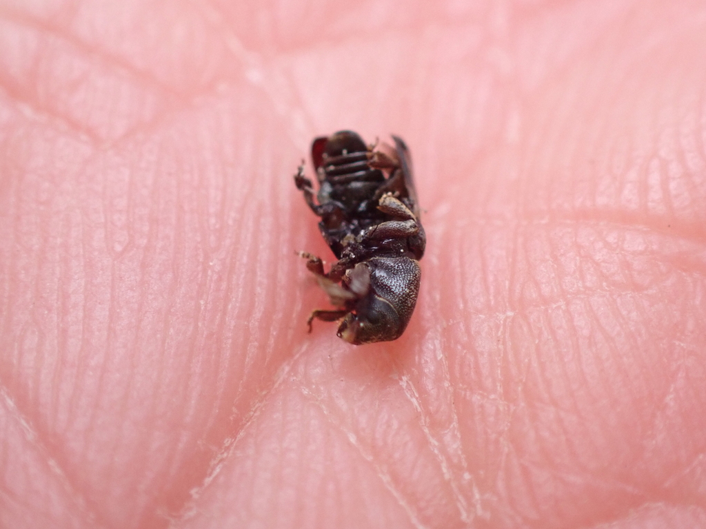 Bark and Ambrosia Beetles from Central Kootenay, BC, Canada on June 9 ...
