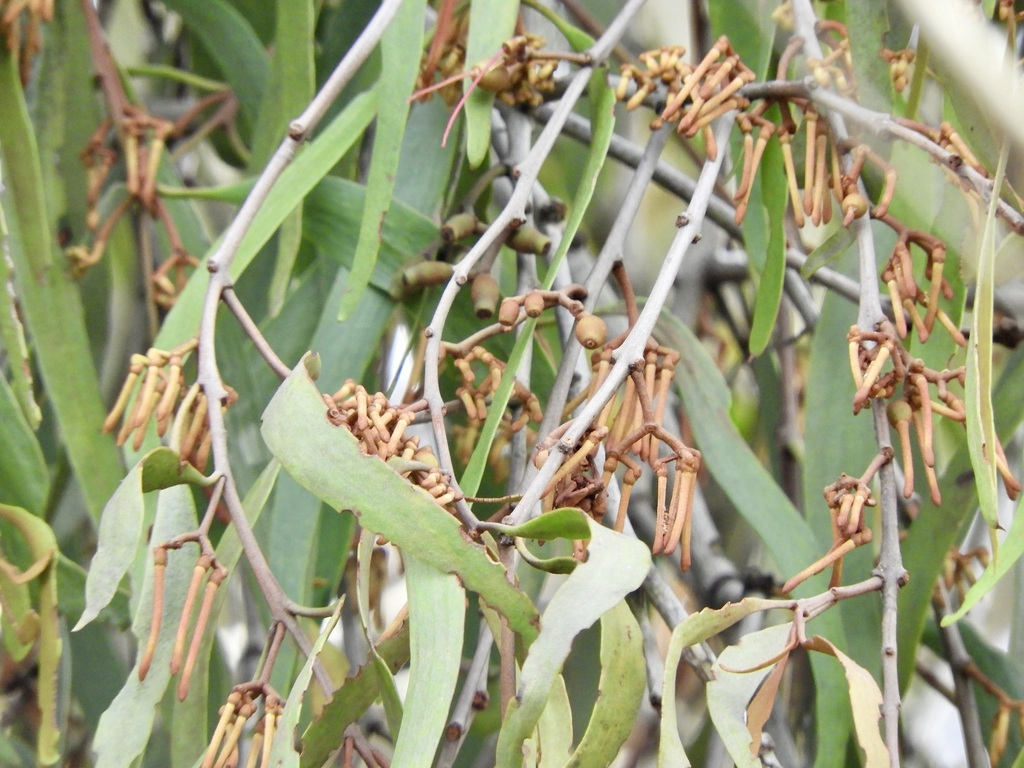 drooping mistletoe from Shoreham VIC 3916, Australia on May 23, 2024 at ...