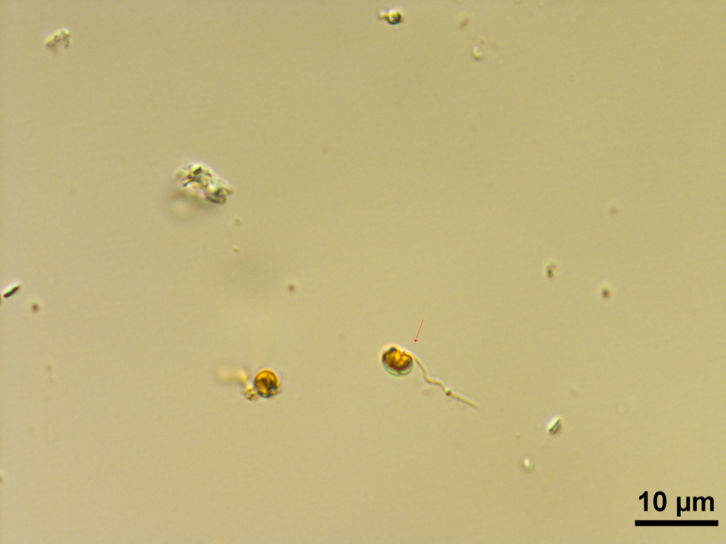 Chromulina from Escaunets, France on September 7, 2015 at 08:23 AM by ...