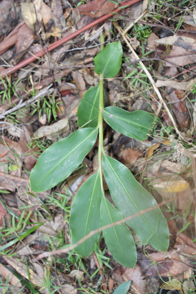 Native Ginger from Western Amaroo Drive, Smiths Lake NSW 2428 ...