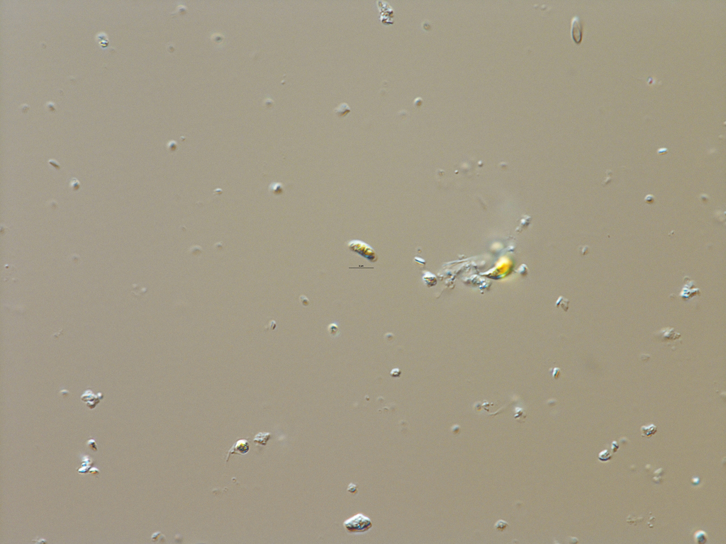 Chlorolobion from Escaunets, France on August 12, 2015 at 08:23 AM by ...
