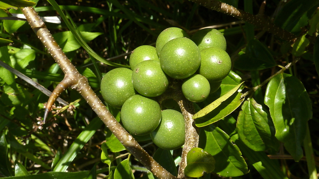strychnos (Strychnos) - Botanical Realm