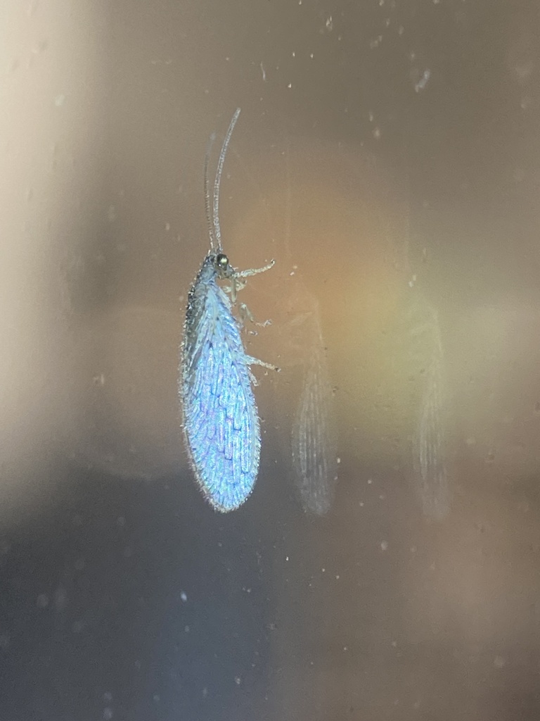 Tasmanian Brown Lacewing from North Island / Te Ika-a-Māui, Wellington ...