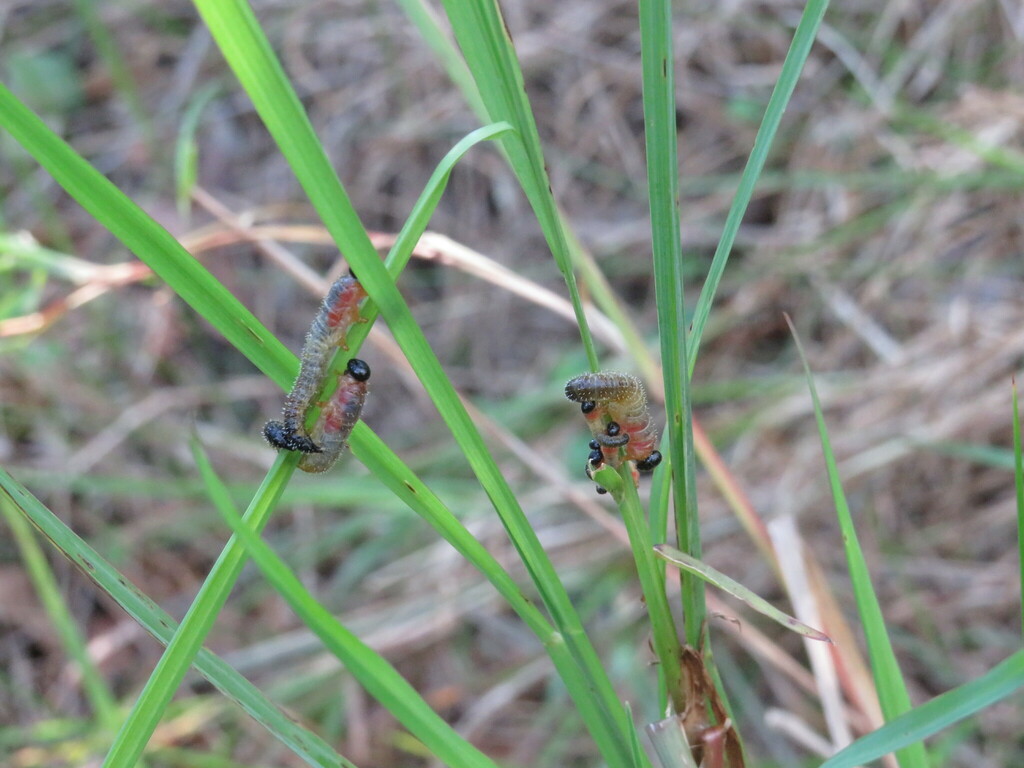 Perginae from Brisbane QLD, Australia on June 11, 2024 at 02:58 PM by ...