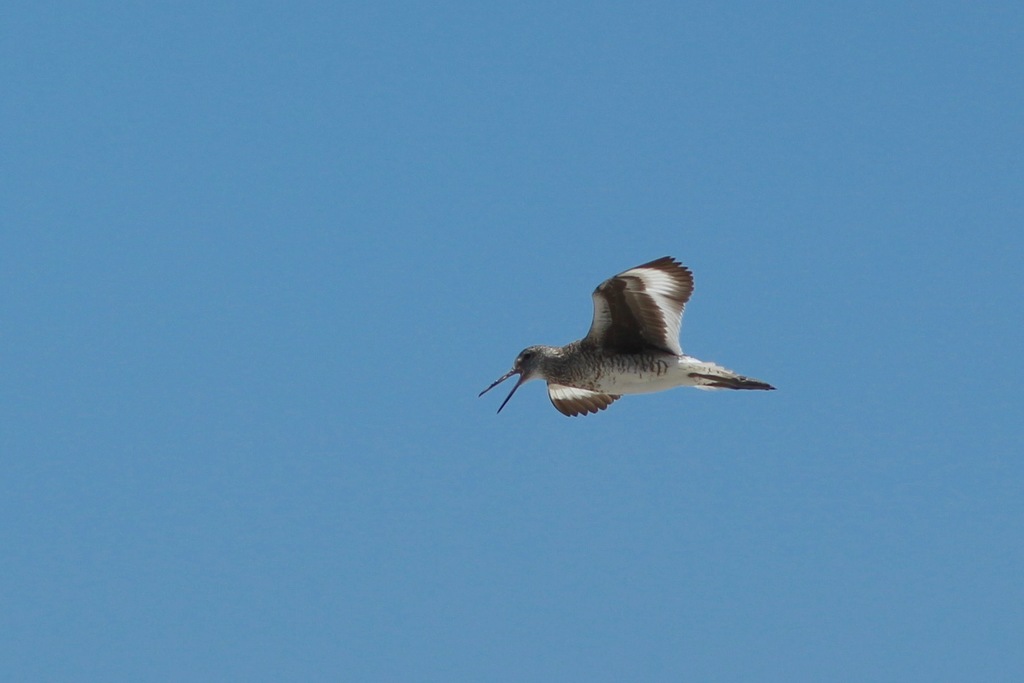 Eastern Willet from Chandeleur Islands -- central, St Bernard Parish ...